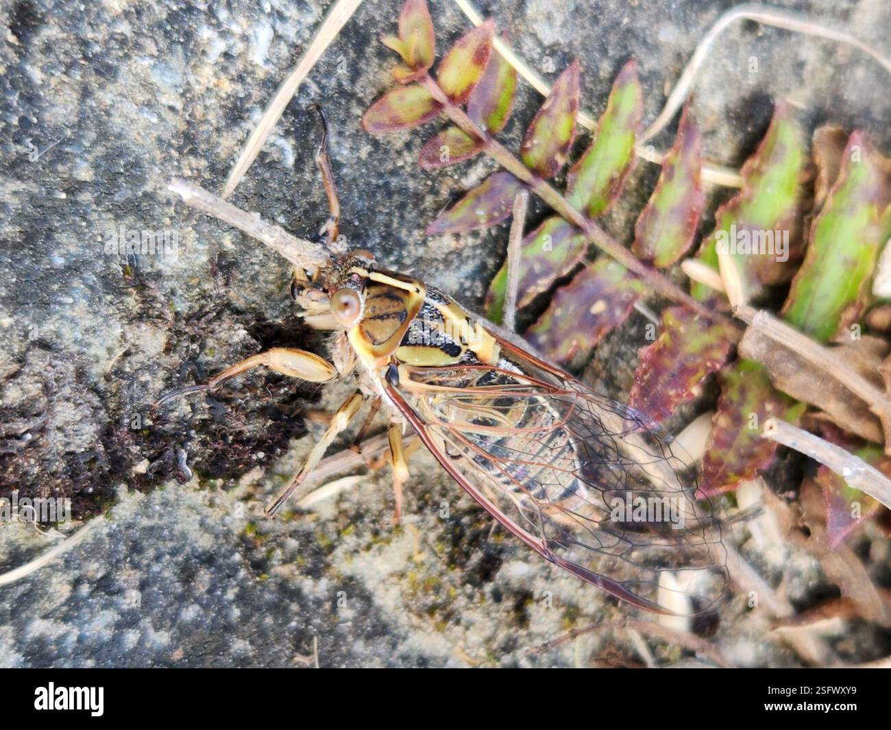 Variable Cicada (Kikihia muta), Insecta, Hastings, NZ-HB, NZ Stock ...