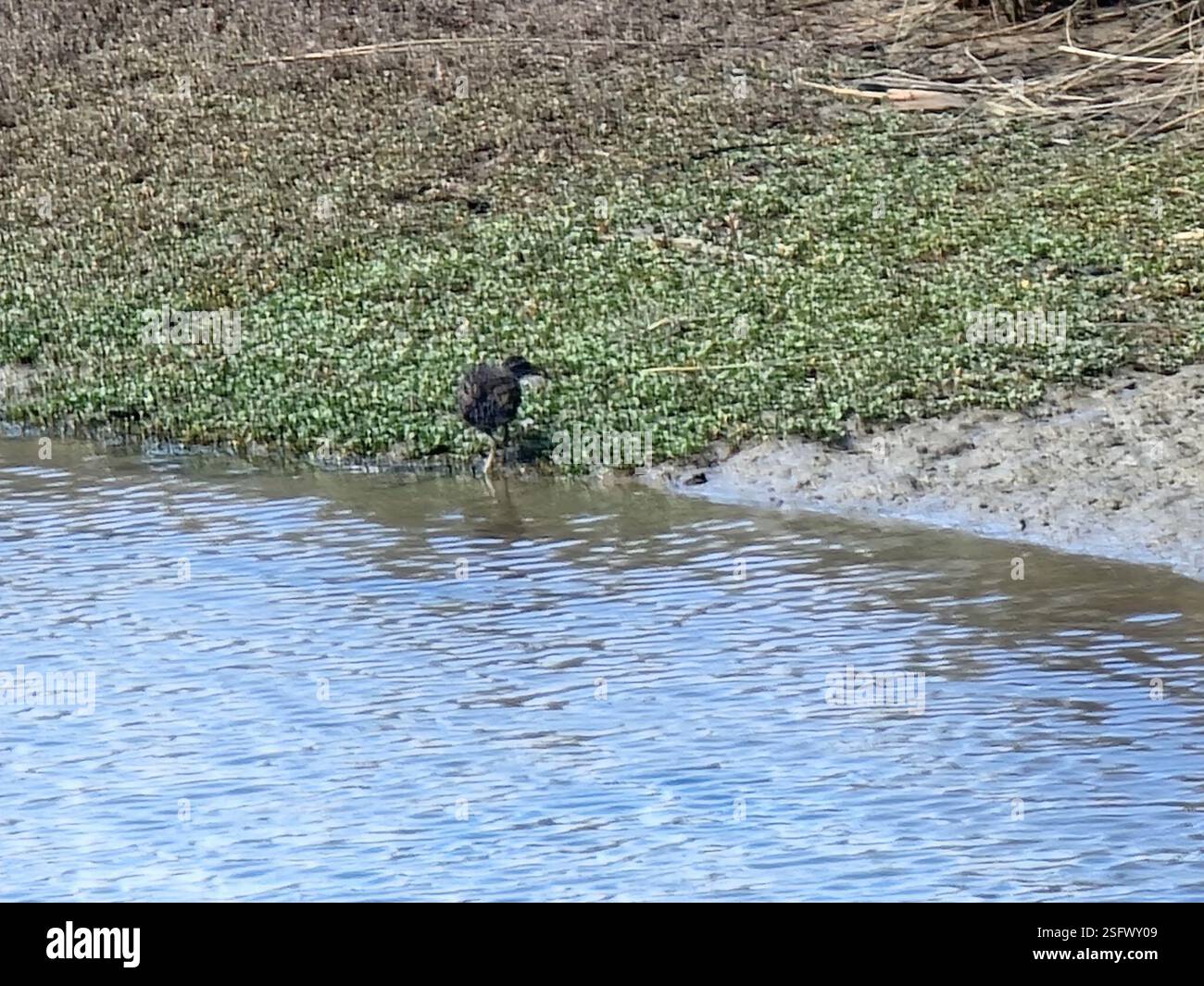 Buff-banded Rail (Gallirallus philippensis), Aves, Abel Tasman Coast ...
