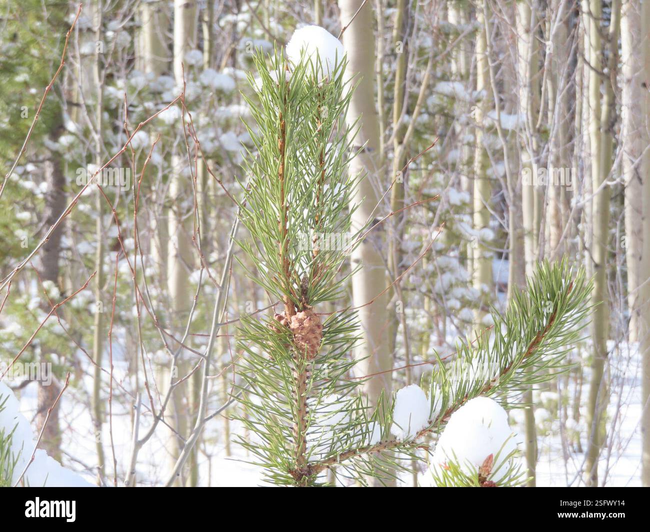 Interior Lodgepole Pine (Pinus contorta latifolia), Plantae, Summit ...