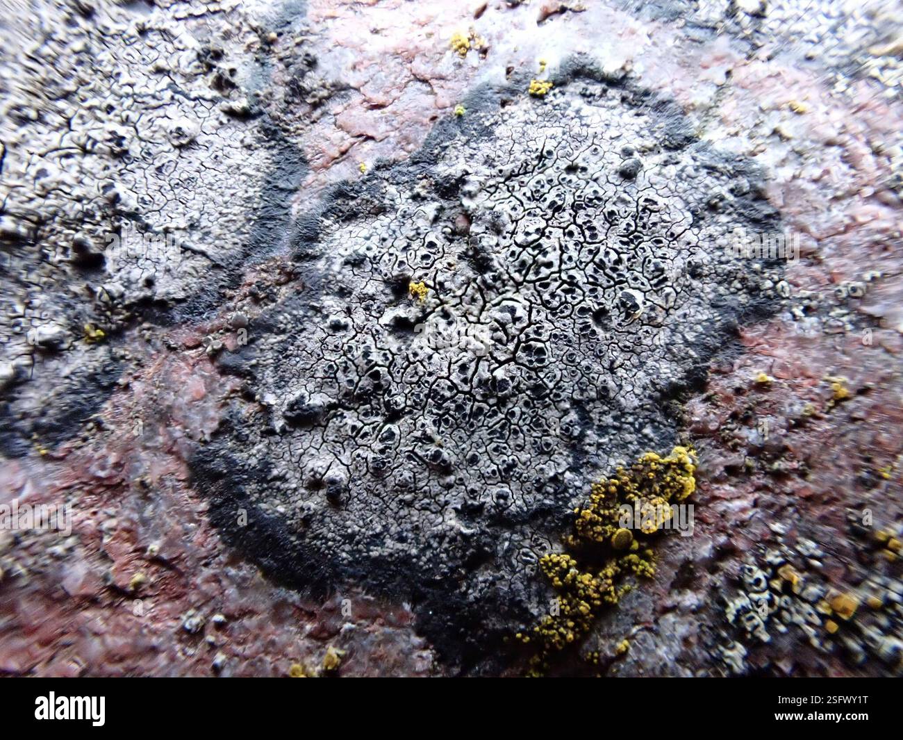 Buellia aethalea hi-res stock photography and images - Alamy