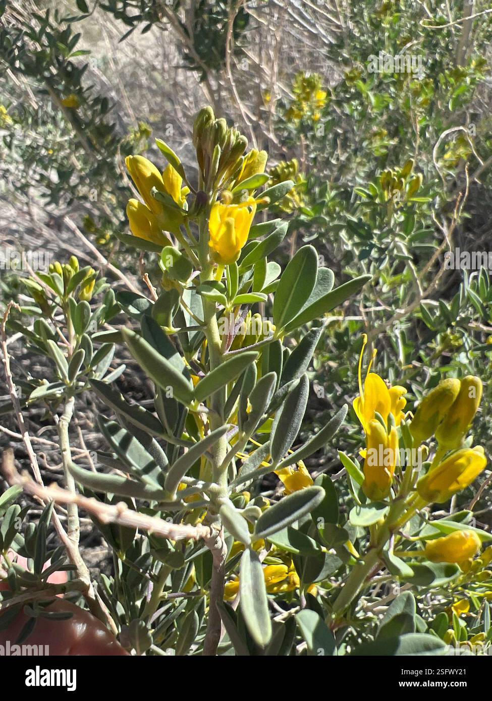 Bladderpod (Cleomella arborea), Plantae, Anza-Borrego Desert State Park ...