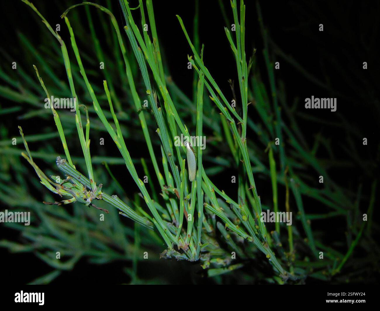 (Eochrois callianassa), Insecta, Hobart TAS, Australia Stock Photo - Alamy