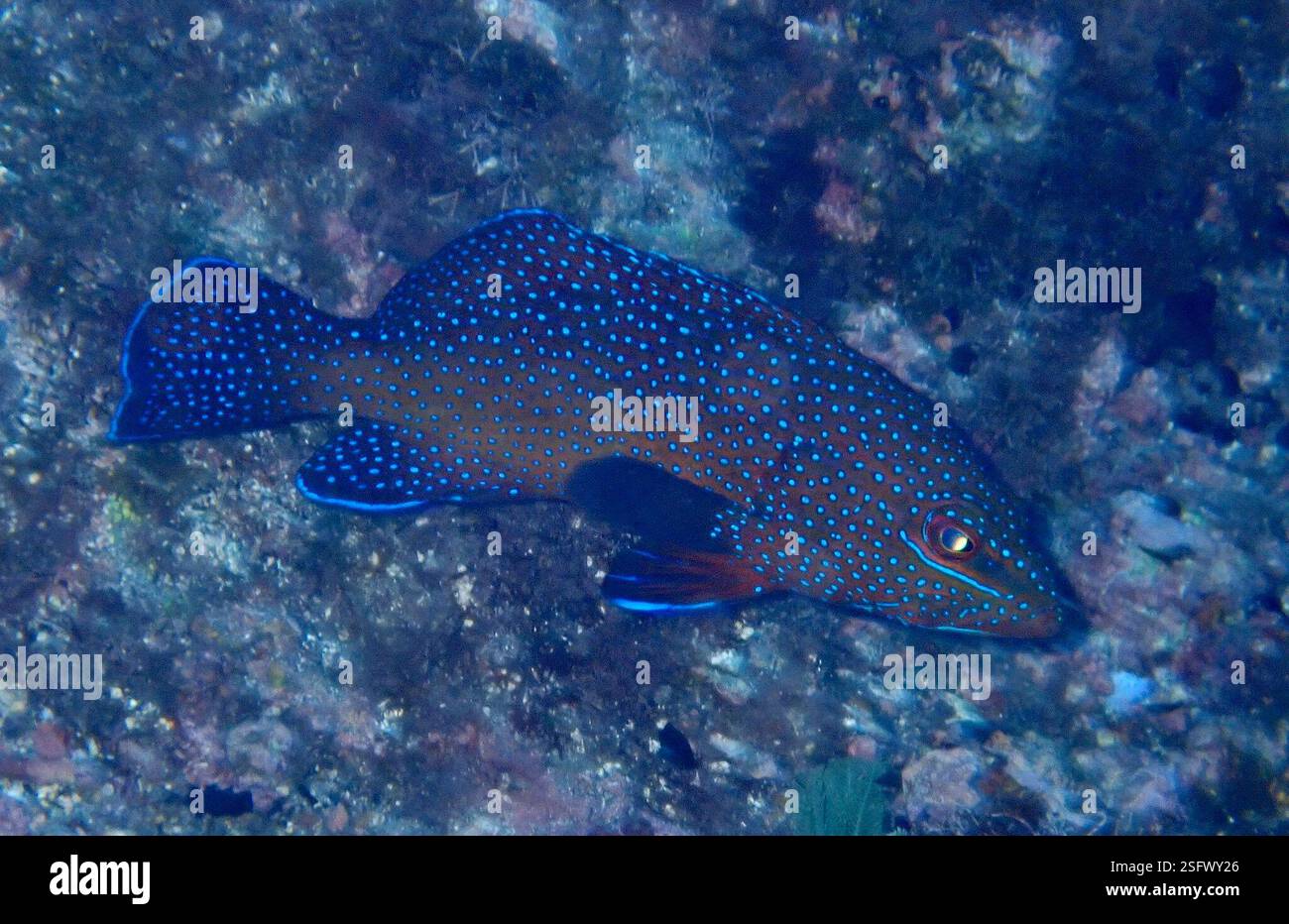 African Hind (Cephalopholis taeniops), Actinopterygii, Baía Entre Picos ...