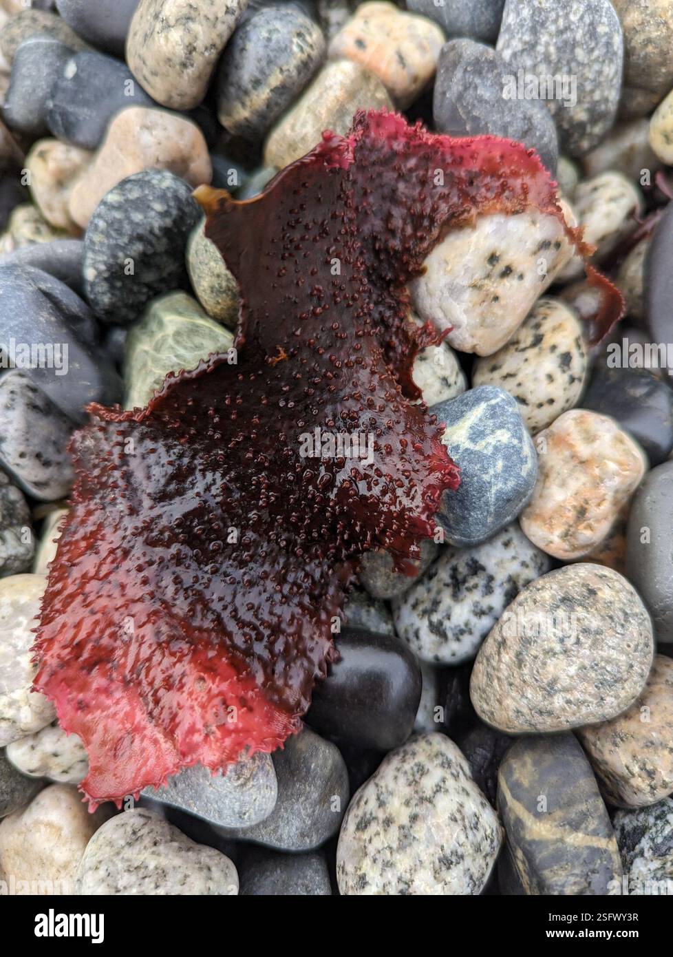 Turkish Towel (Chondracanthus exasperatus), Plantae, Fairfield ...