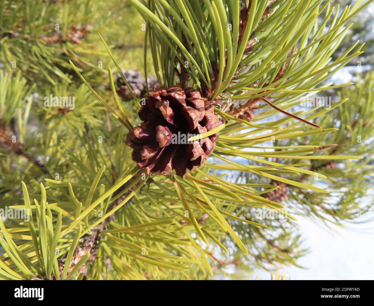 Interior Lodgepole Pine (Pinus contorta latifolia), Plantae, Summit ...