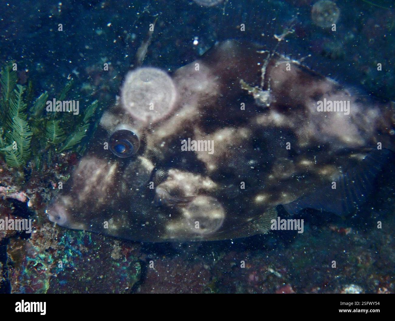 Planehead Filefish (Stephanolepis hispida), Actinopterygii, Baía Entre ...