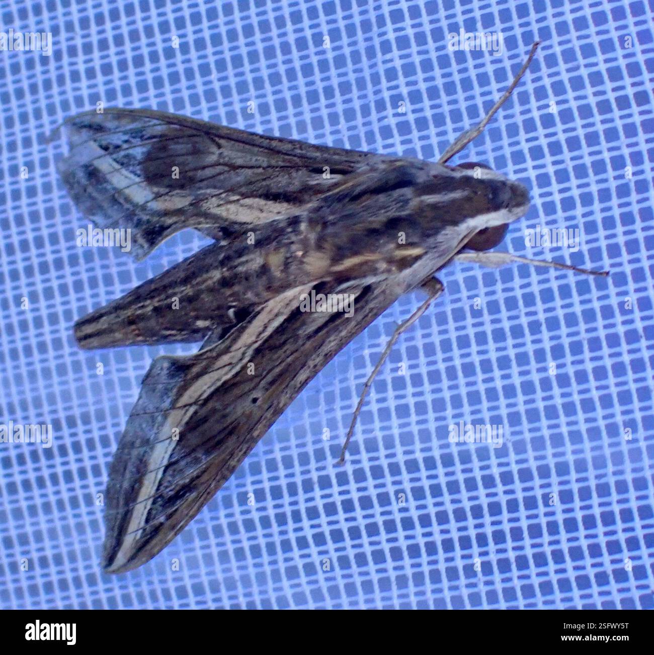 Vine Hawkmoth (Hippotion celerio), Insecta, São Vicente, Cape Verde, CV ...