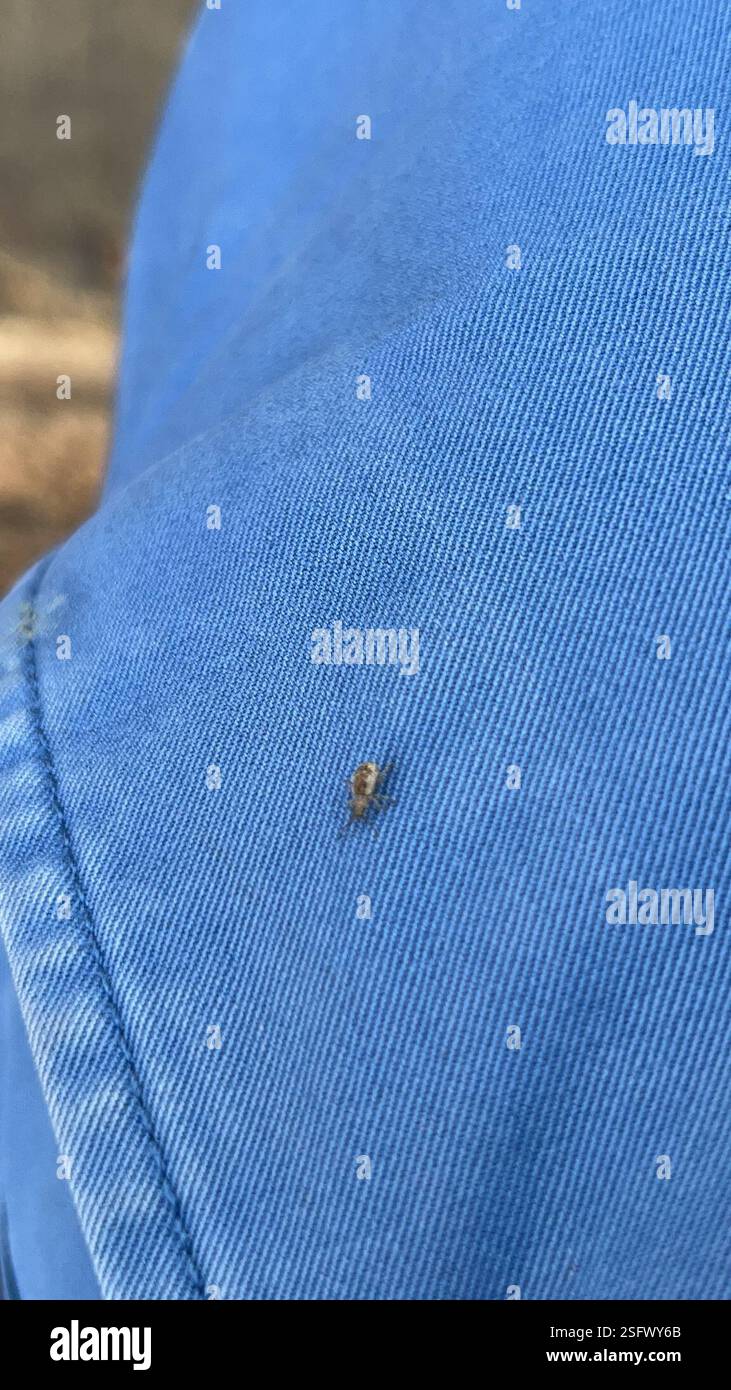 Peach Root Weevil (Pseudoedophrys hilleri), Insecta, Raleigh Stock ...