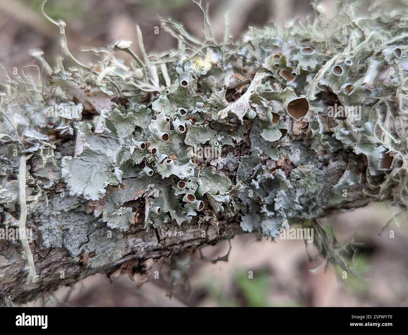 Ruffle Lichens (Parmotrema), Fungi, Gonzales, LA 70737, USA Stock Photo ...