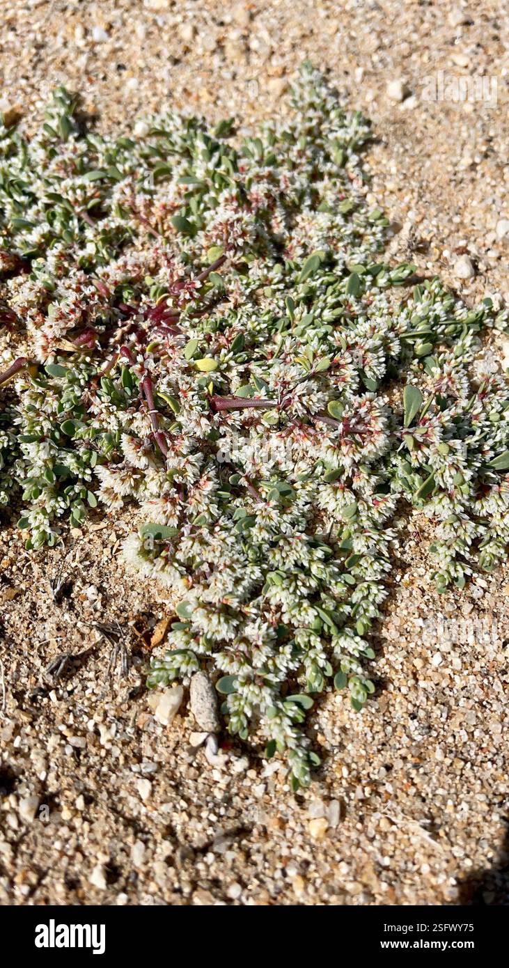 Frost Mat (Achyronychia cooperi), Plantae, Anza-Borrego Desert State ...
