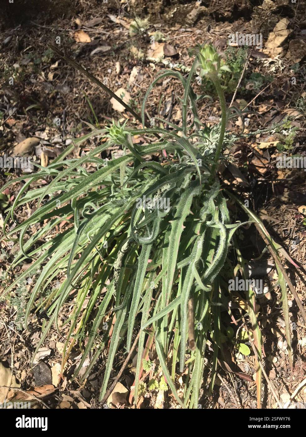 mountain dandelions (Agoseris), Plantae, Robert Louis Stevenson, Robert ...