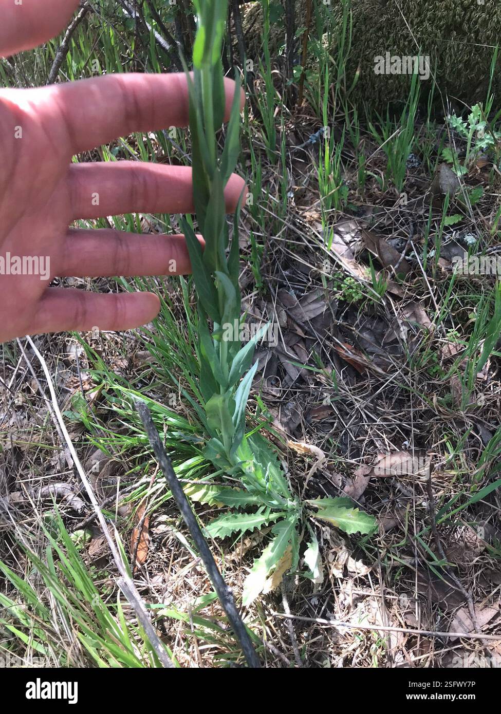 Tower Mustard (Turritis glabra), Plantae, Contra Costa County, CA, USA ...