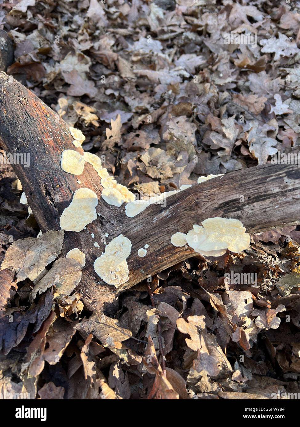 shelf fungi (Polyporales), Fungi, Haringey, London, England, GB Stock ...