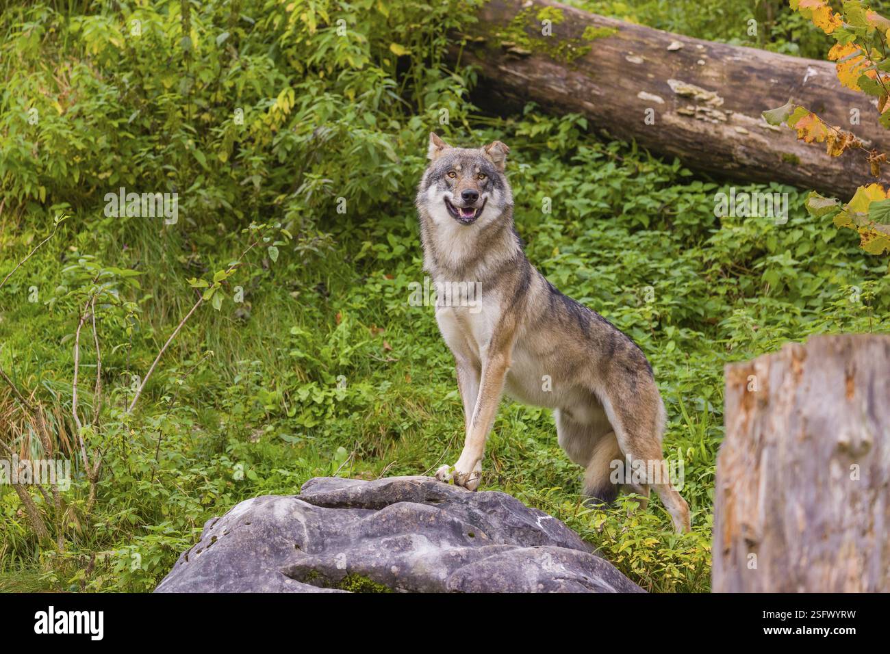 An adult male eurasian gray wolf (Canis lupus lupus) stands on a rock ...