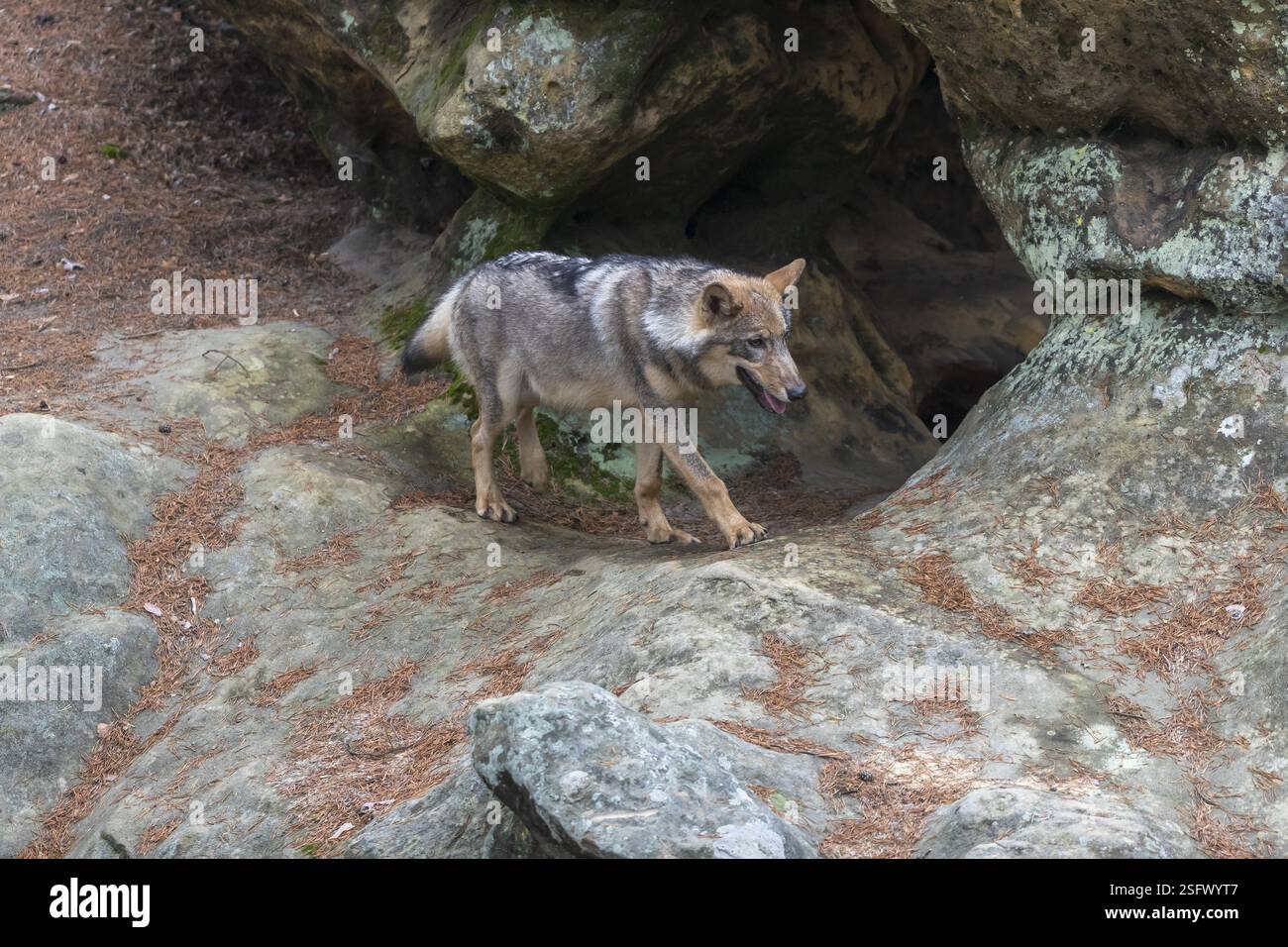 One young male eurasian gray wolf (Canis lupus lupus) standing in front ...