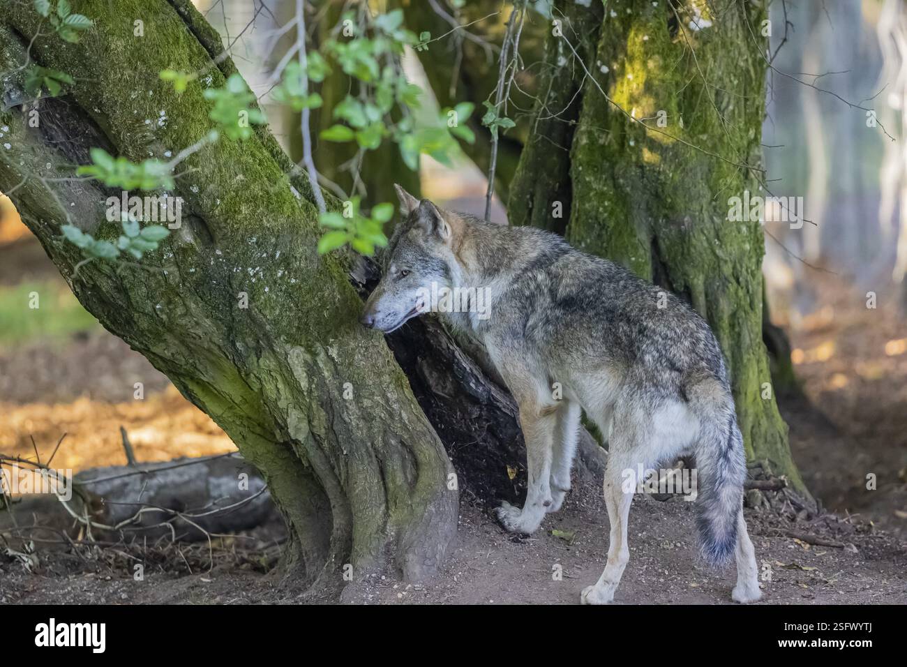 One adult male eurasian gray wolf (Canis lupus lupus) standing in front ...
