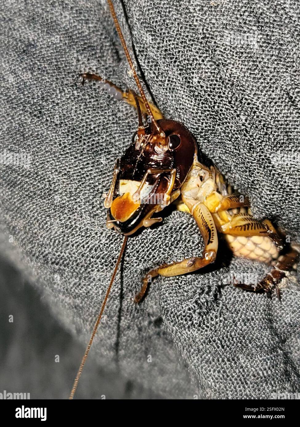 Wellington Tree Wētā (Hemideina crassidens), Insecta, Karamea 7893, New ...