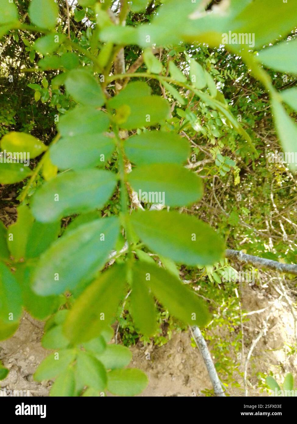 Lime Prickly-ash (Zanthoxylum fagara), Plantae, 37000 Departamento de ...
