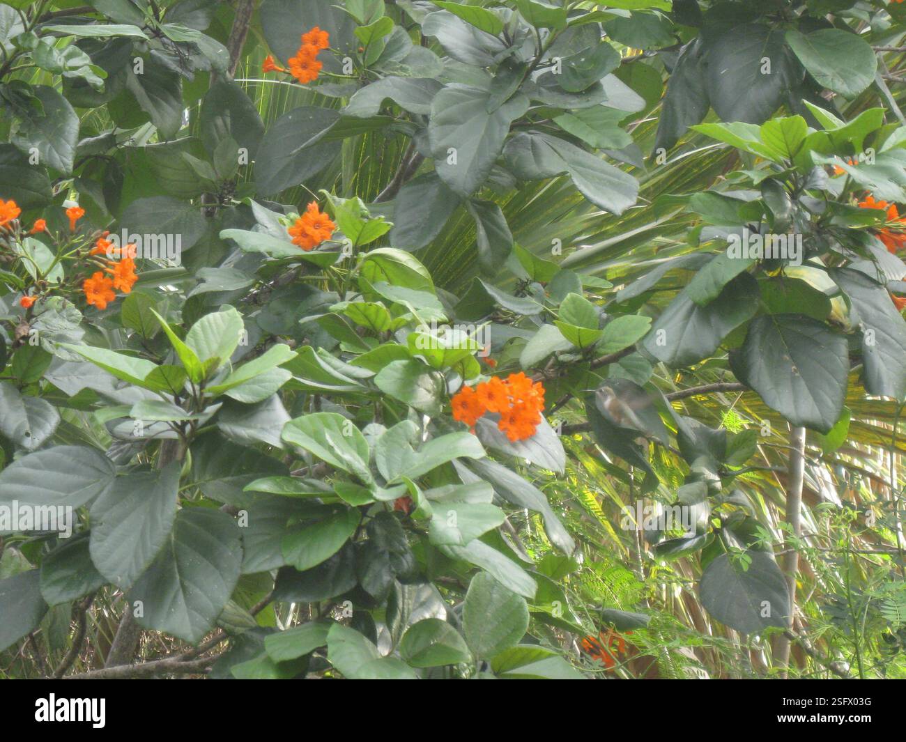 Scarlet Cordia (Cordia sebestena), Plantae, Central Eleuthera, The ...