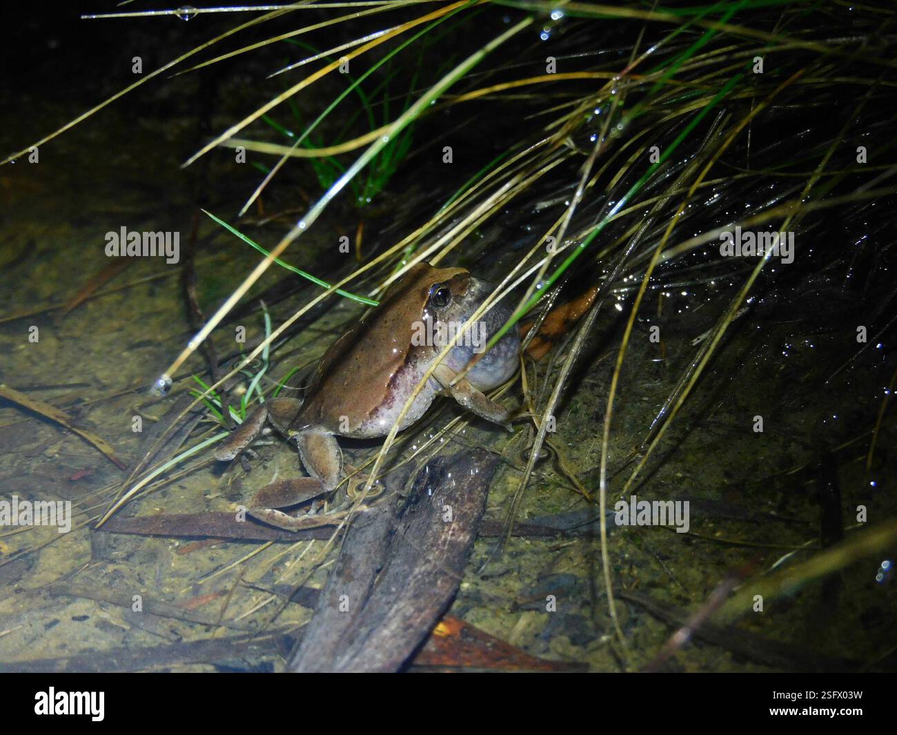 Common Eastern Froglet (Crinia signifera), Amphibia, Hobart TAS ...