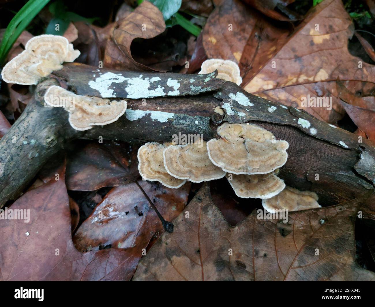 Ochre Bracket (Trametes ochracea), Fungi, 91225 Ver., México Stock ...