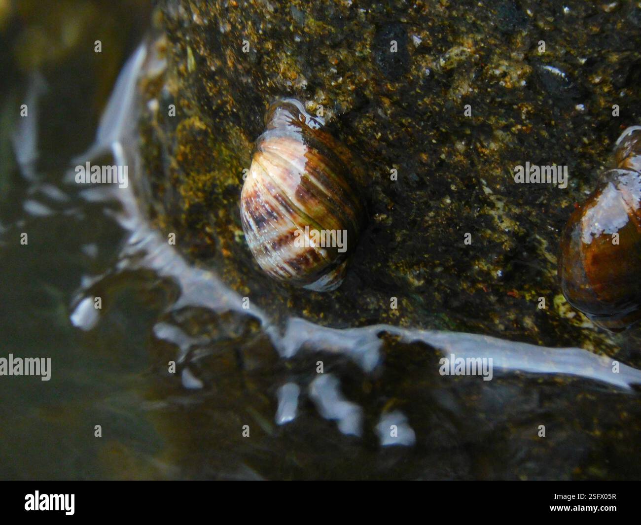 Chilina Snails (Chilina), Mollusca, Frutillar Bajo, Frutillar, Los ...