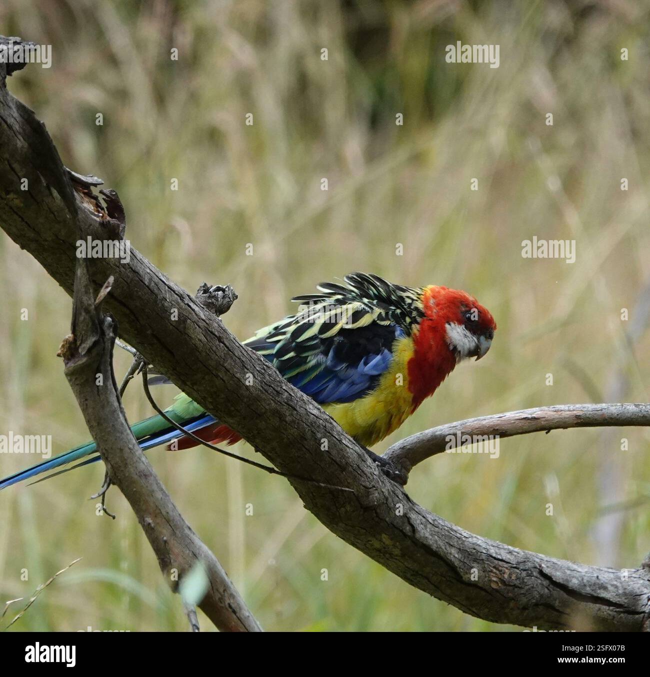 Southeast Eastern Rosella (Platycercus eximius eximius), Aves, Wantirna ...