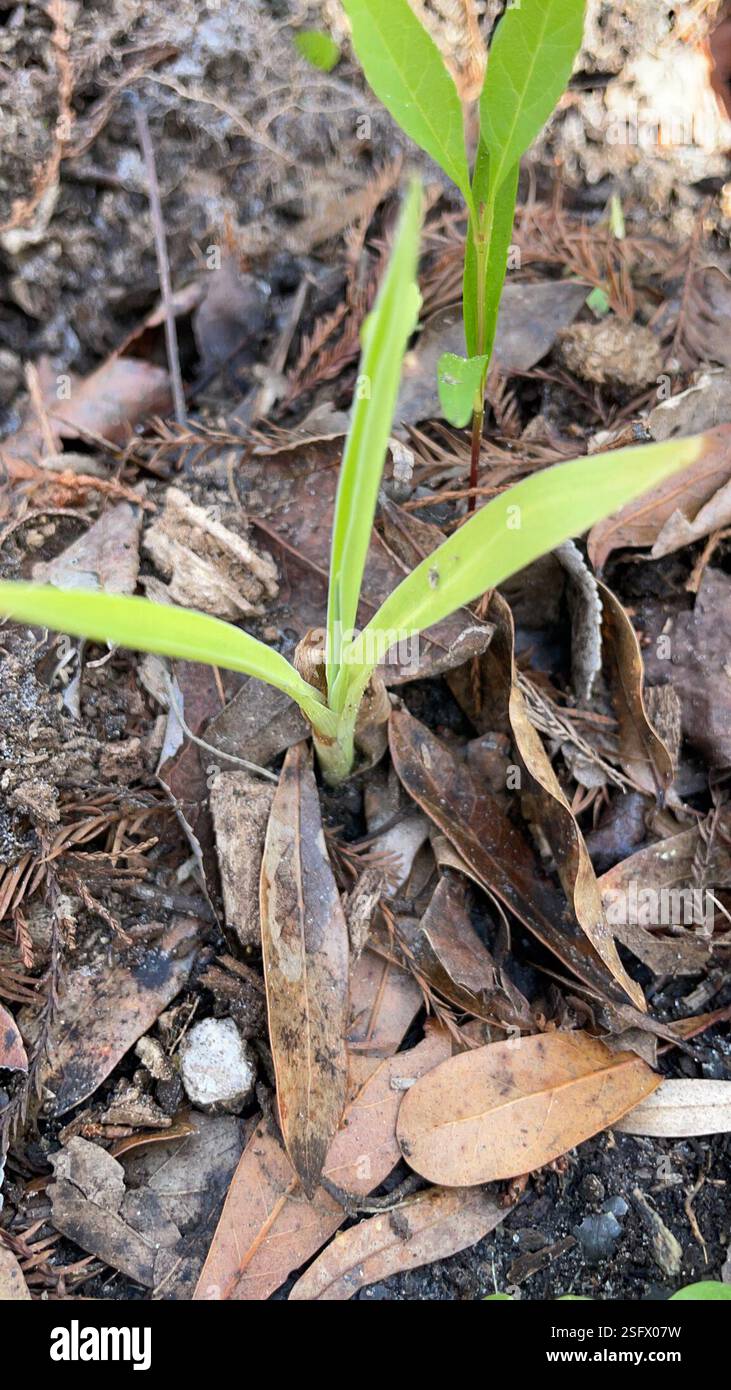 Eastern False Aloe (Manfreda virginica), Plantae, Citrus County, US-FL ...