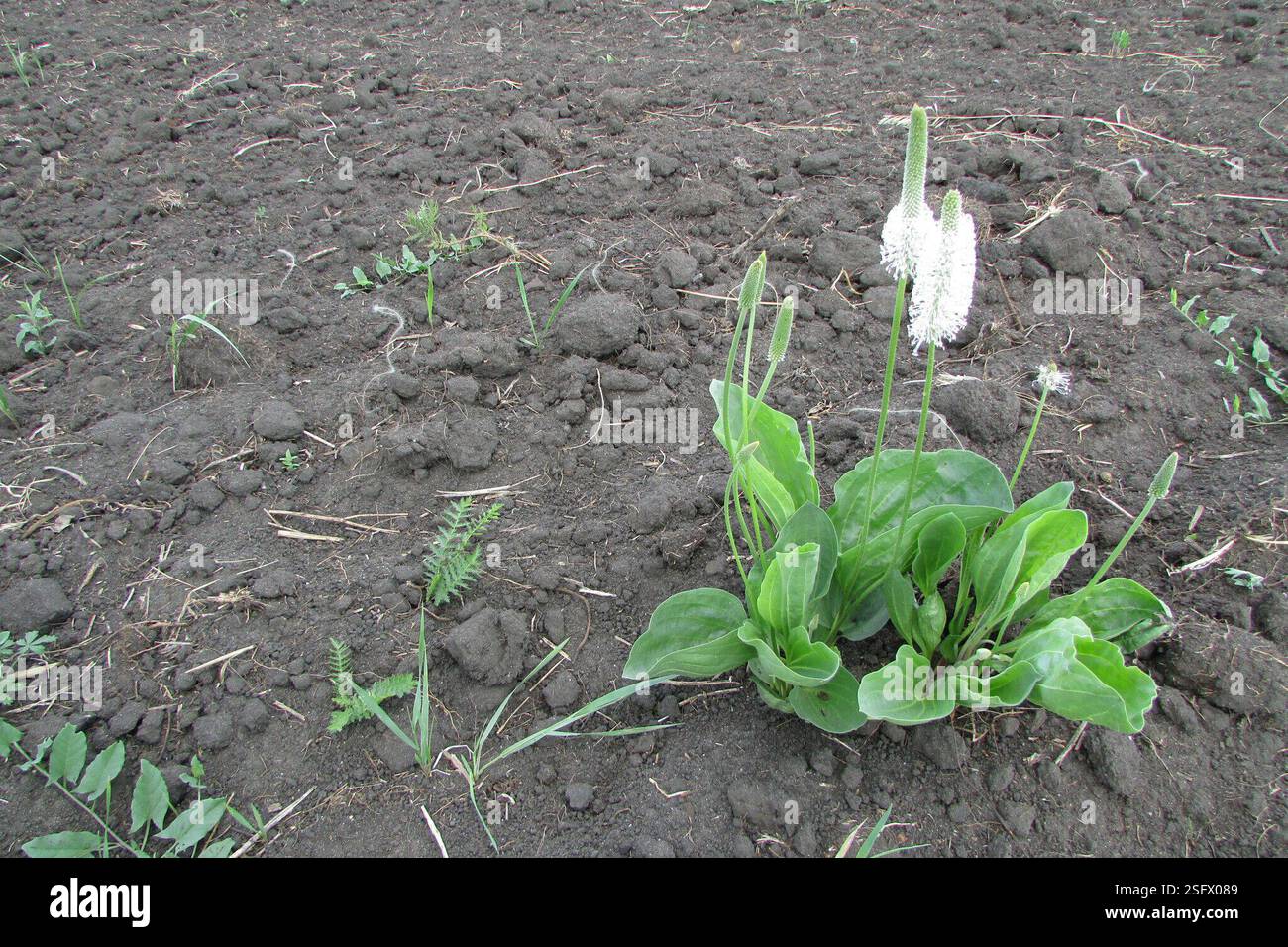 (Plantago maxima), Plantae, Малосердобинский р-н, Пензенская обл ...