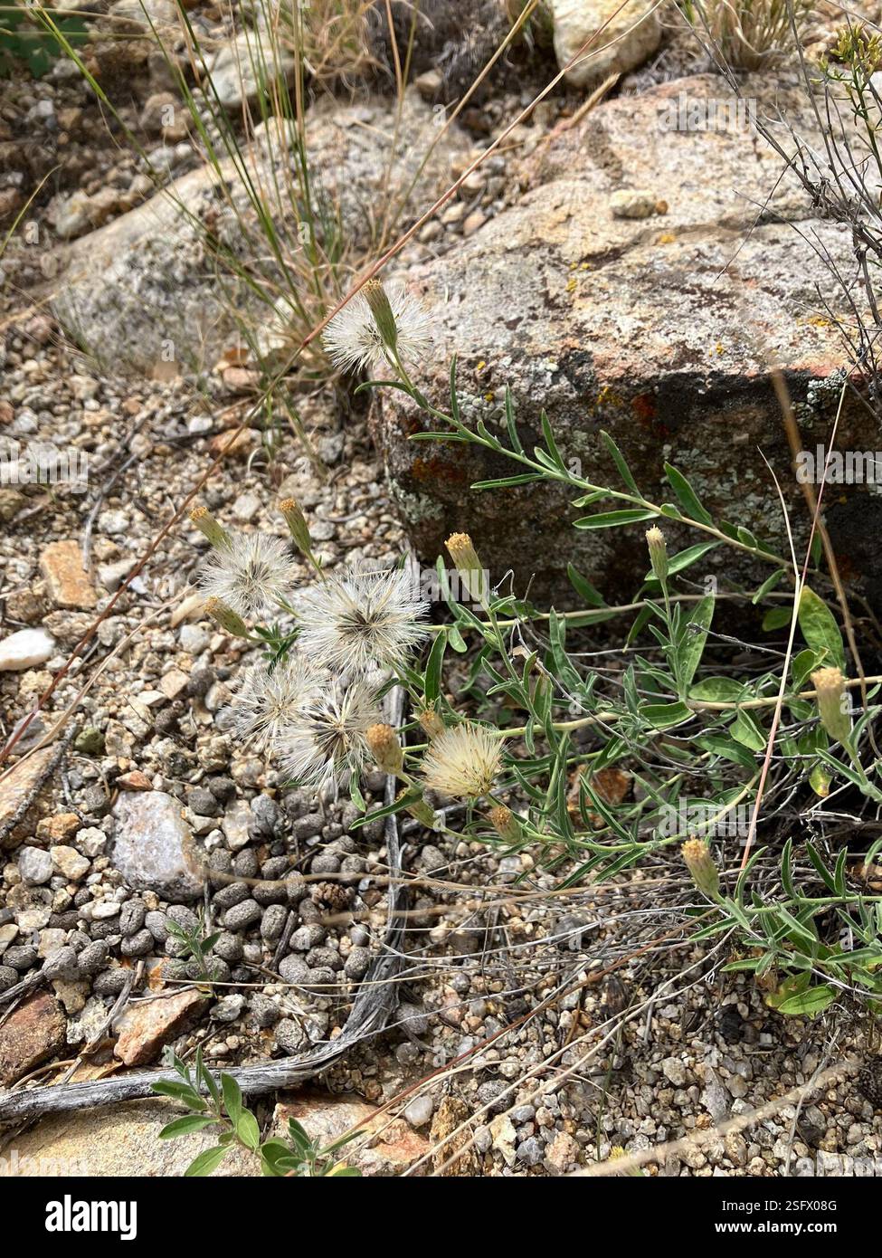 brickellbushes (Brickellia), Plantae, Mojave National Preserve, San ...