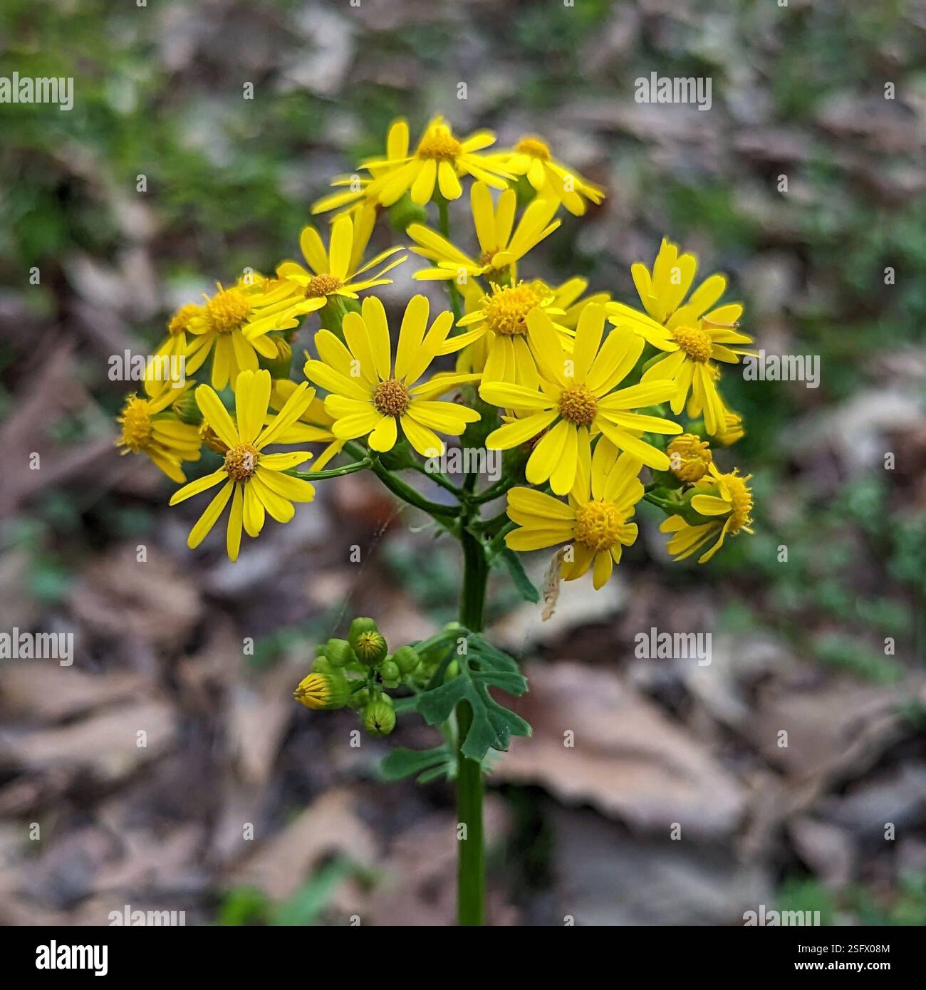 Butterweed (Packera glabella), Plantae, Gonzales, LA 70737, USA Stock ...