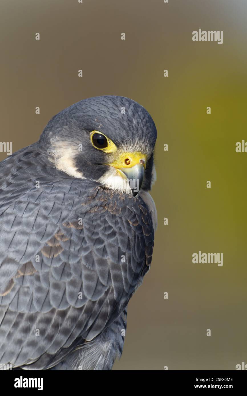 Peregrine falcon (Falco peregrinus) adult bird of prey head portrait ...