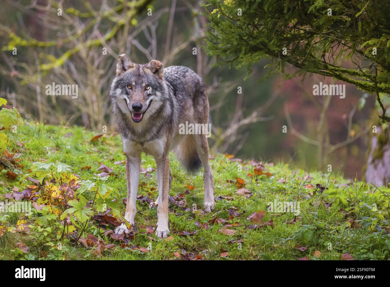 Eurasian gray wolf - Canis lupus lupus Stock Photo - Alamy