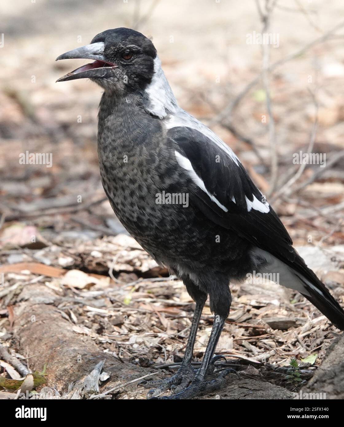 Australian Magpie (Gymnorhina tibicen), Aves, Heathmont VIC 3135 ...