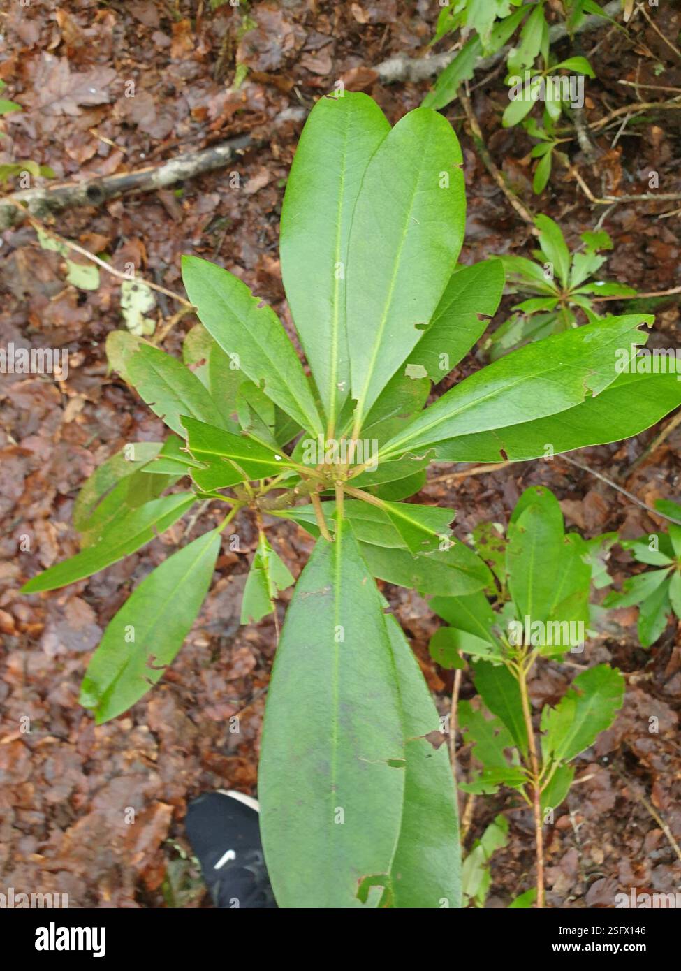 Pontic Rhododendron (Rhododendron ponticum), Plantae, Post Office, New ...