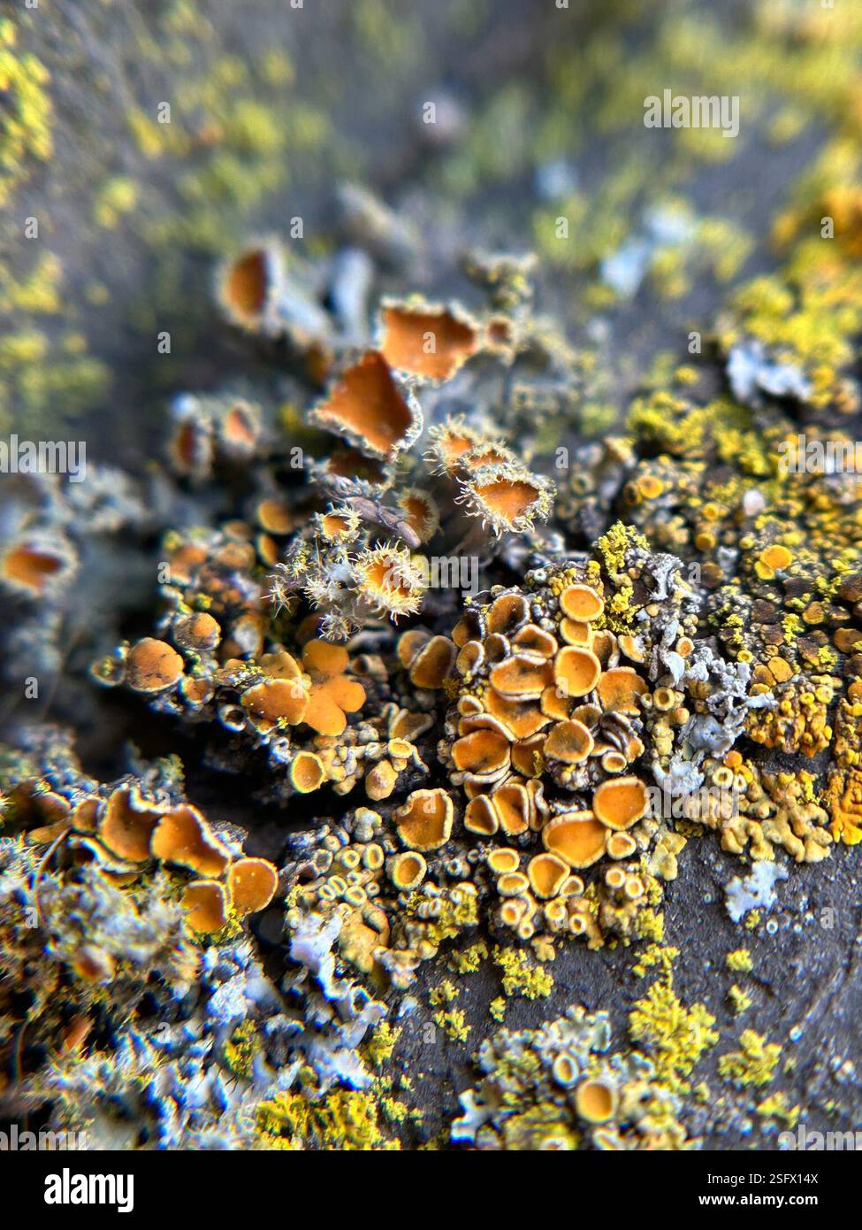 Golden-eye Lichen (Teloschistes chrysophthalmus), Fungi, Laguna Lake ...