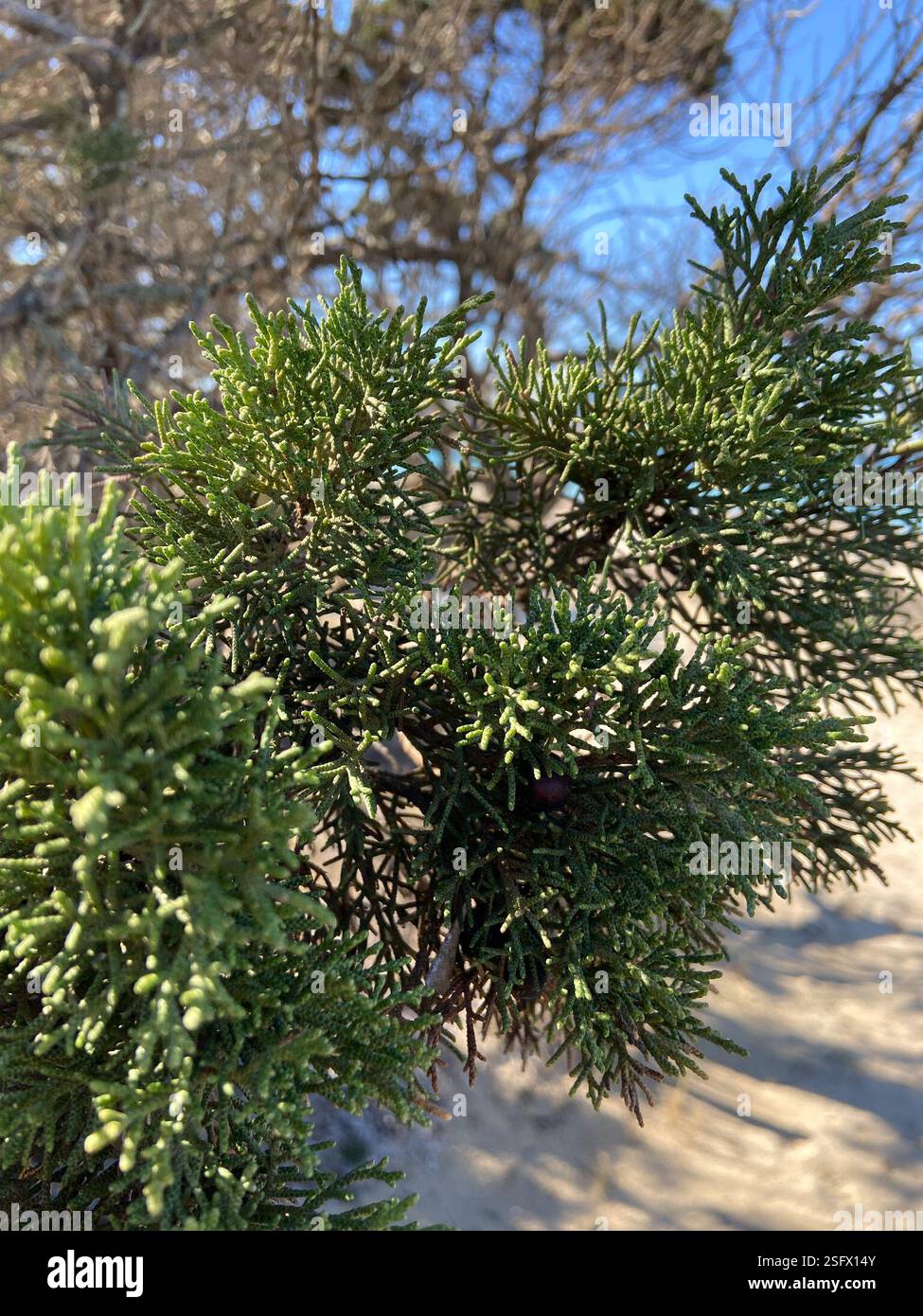 Mediterranean juniper (Juniperus turbinata), Plantae, Puerto de Campos ...