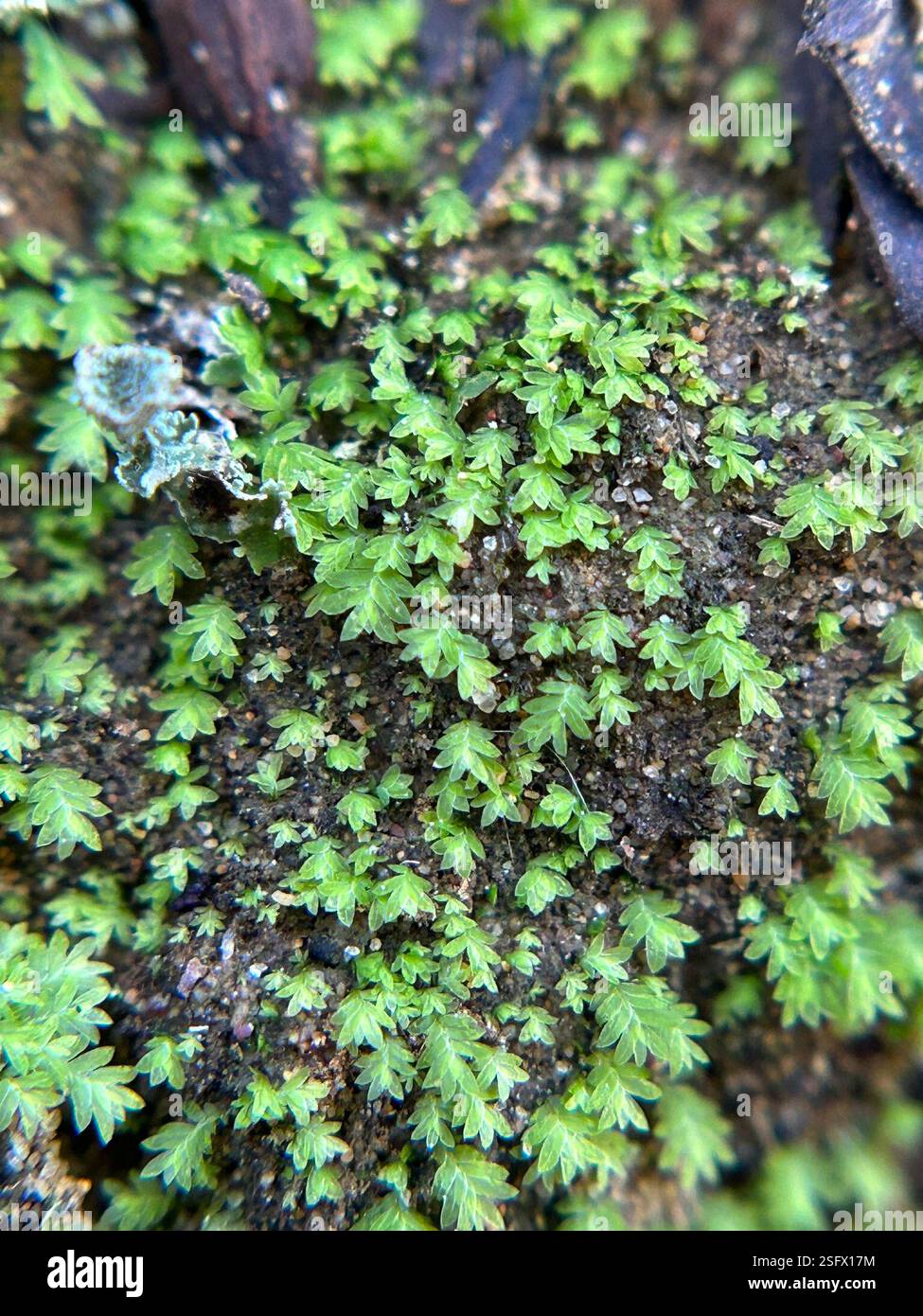 pocket mosses (Fissidens), Plantae, Alamo Dr, Los Osos, CA, US Stock ...