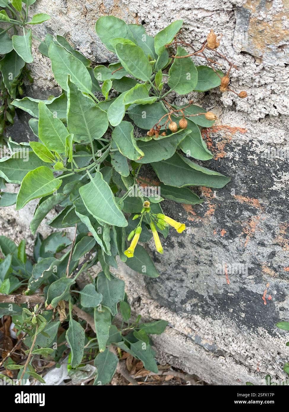 tree tobacco (Nicotiana glauca), Plantae, Santo Antão, Cape Verde, CV ...
