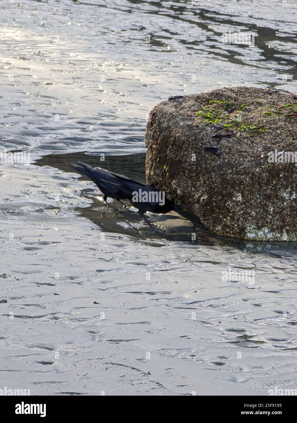 American Crow (Corvus brachyrhynchos), Aves, Saanich, BC, Canada Stock ...