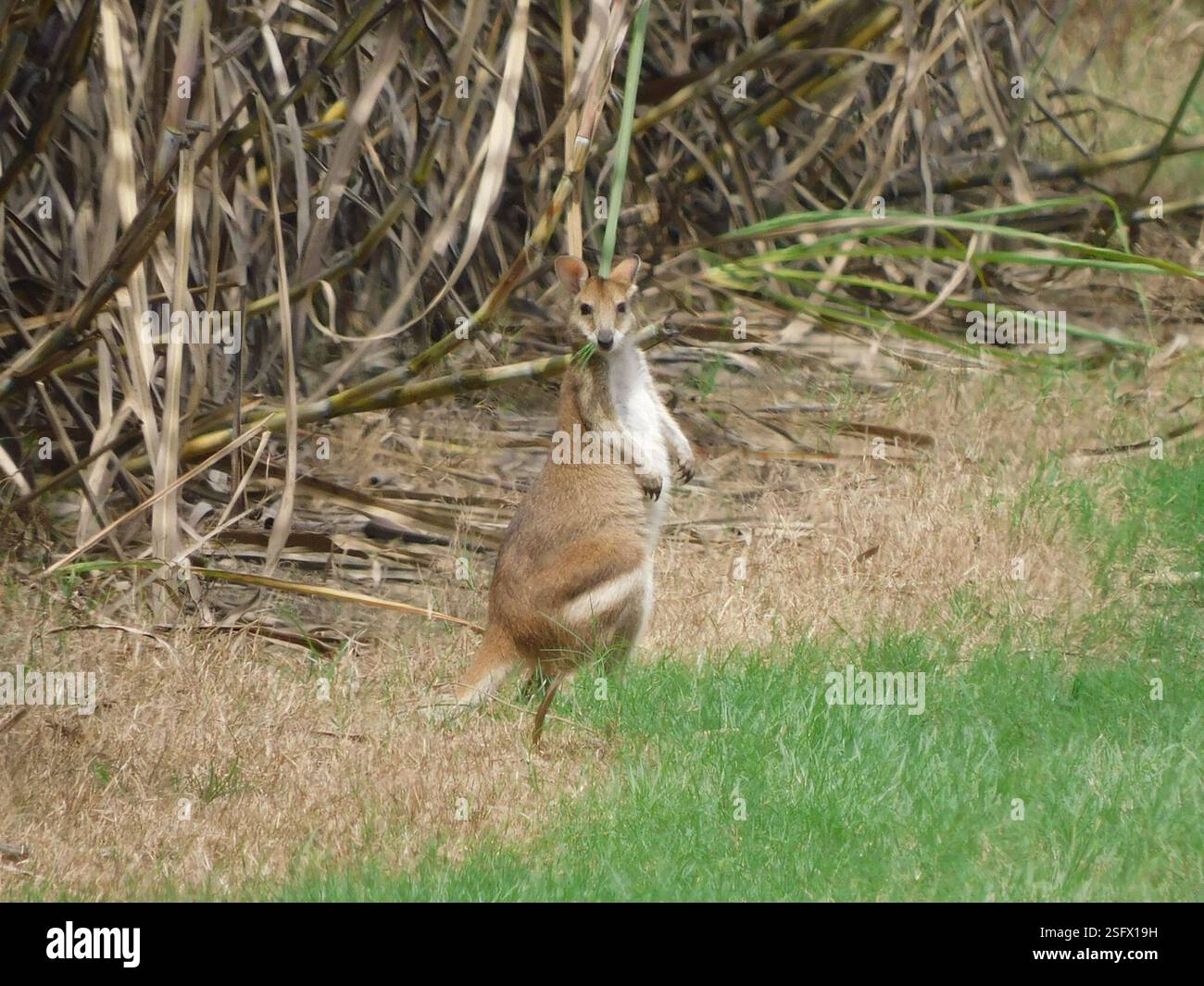 Agile Wallaby (Notamacropus agilis), Mammalia, Wrights Creek QLD 4869 ...