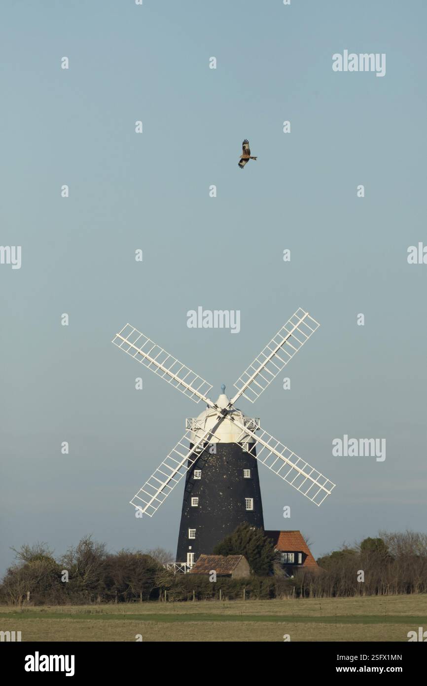 Red kite (Milvus milvus) adult bird of prey in flight over a windmill ...