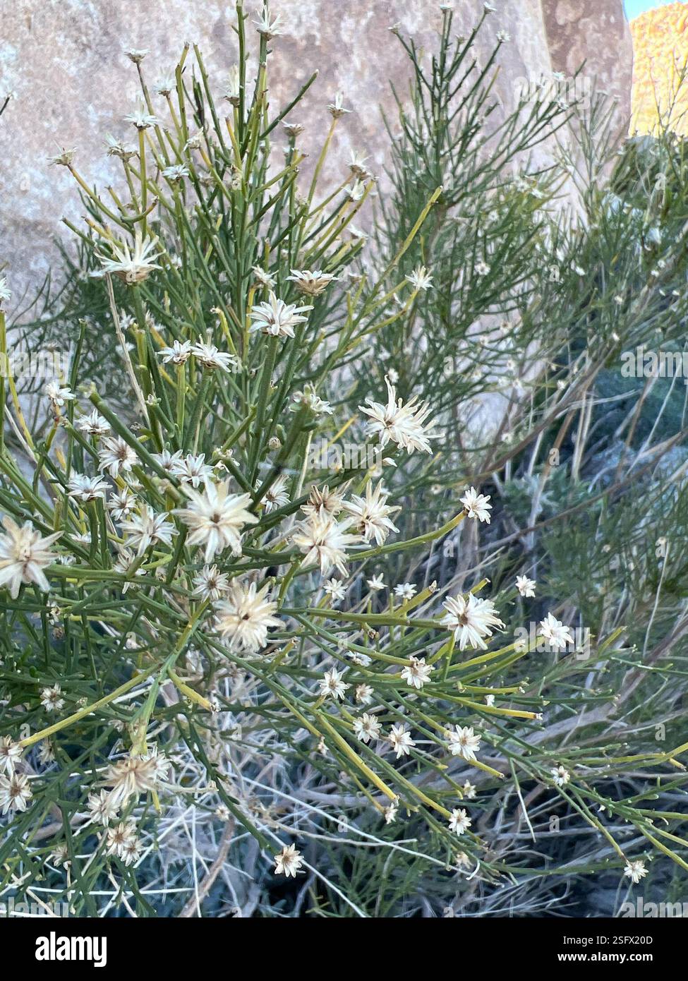 Desert Broom (Baccharis sarothroides), Plantae, Anza-Borrego Desert ...