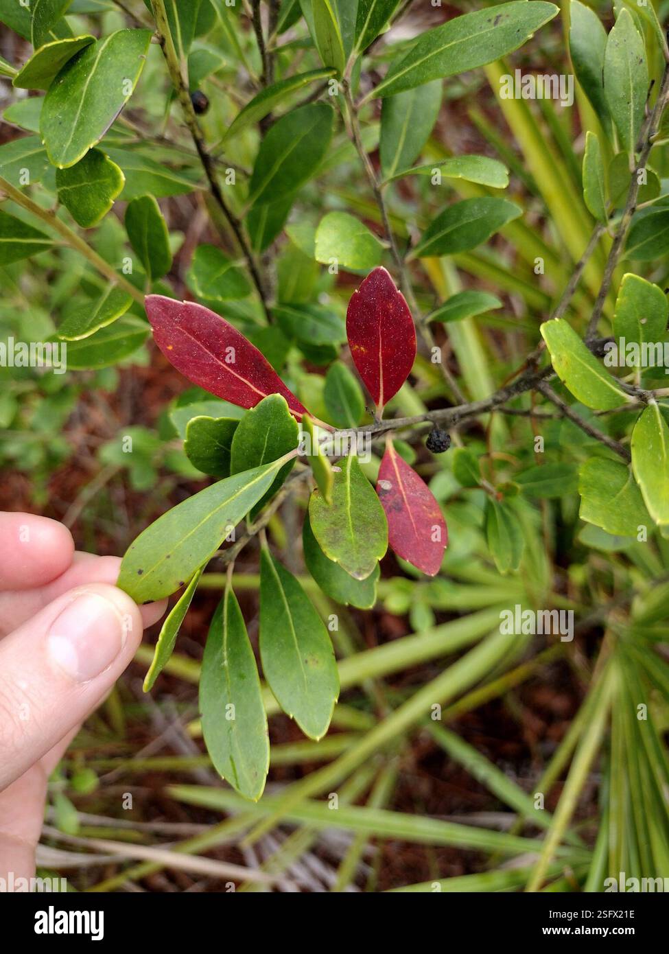 gallberry (Ilex glabra), Plantae, Flagler County, US-FL, US Stock Photo ...