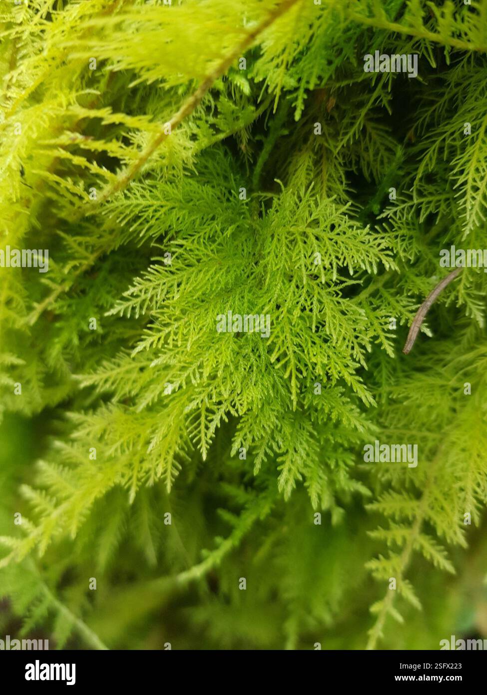 fern mosses (Thuidium), Plantae, Lochwinnoch PA12 4HG, UK Stock Photo ...