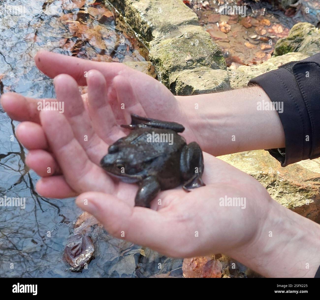 European Common Frog (Rana temporaria), Amphibia, 55286 Wörrstadt ...