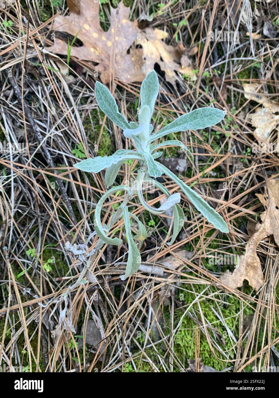 rabbit-tobaccos (Pseudognaphalium), Plantae, Hidden Falls Regional Park ...