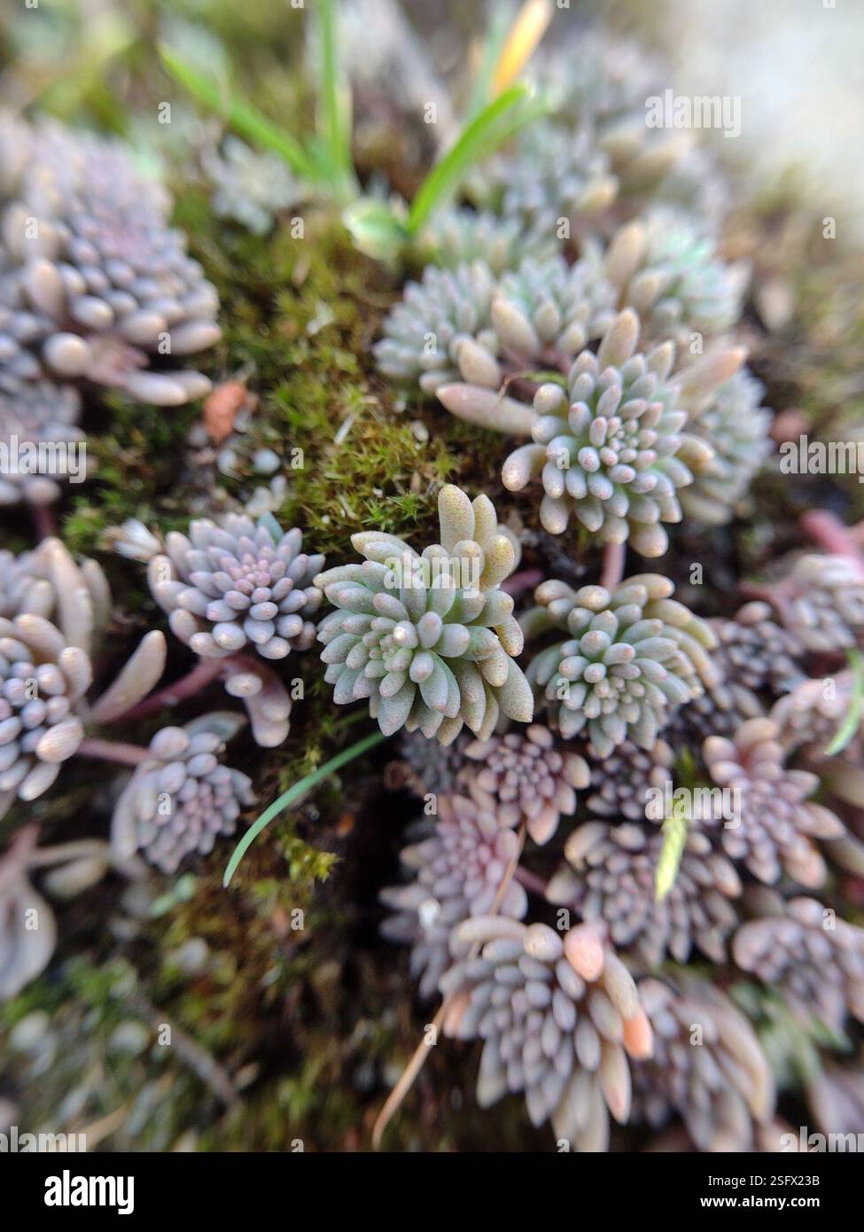 Spanish Stonecrop (Sedum hispanicum), Plantae, Gdynia, PL-PM, PL, On ...
