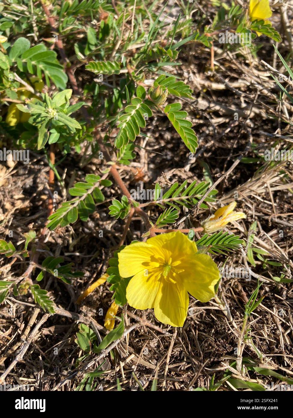 Jamaican feverplant (Tribulus cistoides), Plantae, Broward College ...