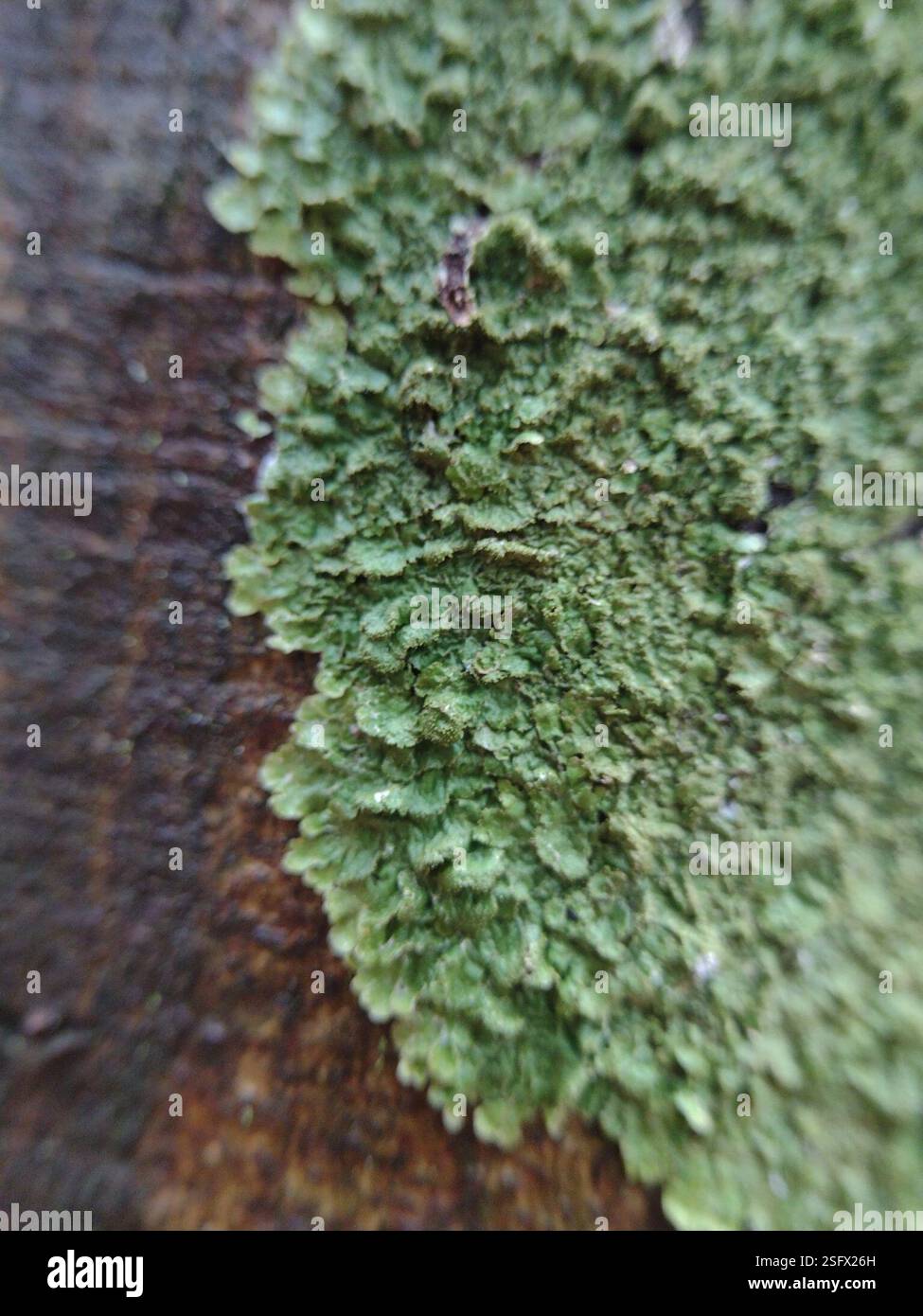 typical shield lichens (Parmelioideae), Fungi, Chwarzno-Wiczlino ...
